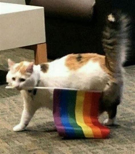 Cat Says Gay Rights Rlgbt