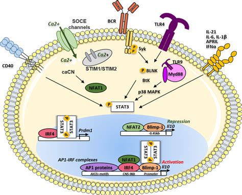 Molecular Mechanisms Driving IL 10 Producing B Cells Functions STAT3