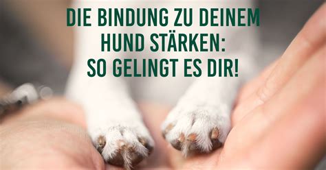 Die Bindung Zu Deinem Hund Stärken So Gelingt Es Dir Christopherus Hundefutter