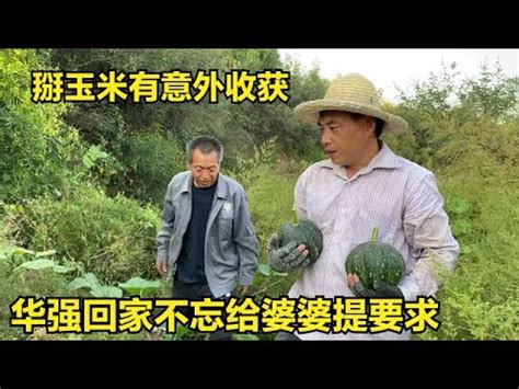 父子俩地里掰玉米中途还有意外收获华强回家不忘给婆婆提要求倔媳妇 YouTube