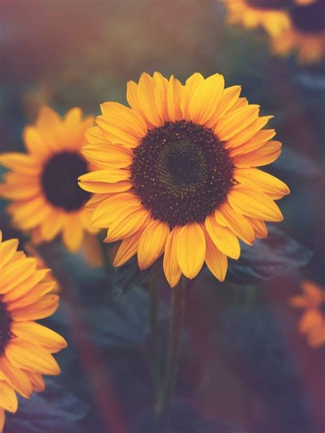 Best Morning Quotes To Help You Seize The Day Morning Lazziness