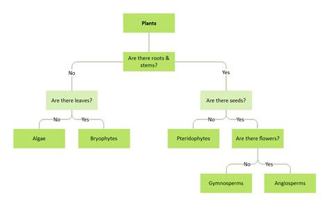 Dichotomous Key Examples