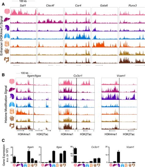 Tissue Resident Macrophage Enhancer Landscapes Are Shaped By The Local