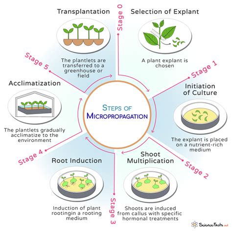 Topoisomerase Definition Types Structure And Functions