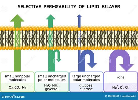 Selective Permeability Of Lipid Bilayer Semipermeable Cell Membrane