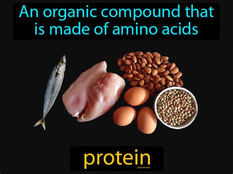 Protein Definition Image GameSmartz
