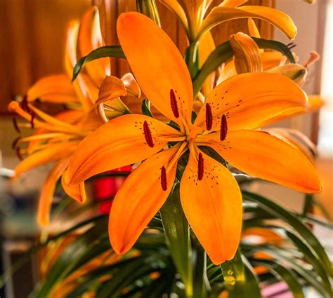 Tiger Lily Oc Rbotanicalporn
