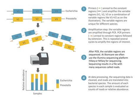 Amplicon Metagenomic Sequencing 16S ITS See Products Here