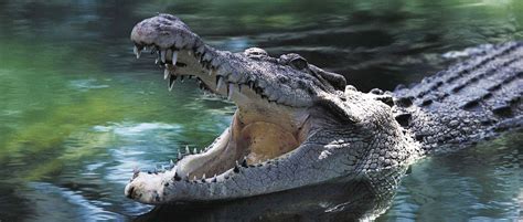 What S The Difference Between Alligators And Crocodiles BBC Science