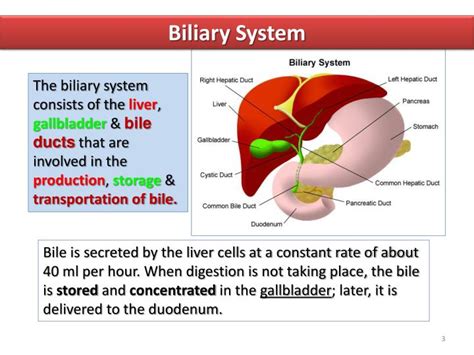 PPT Biliary System PowerPoint Presentation ID 4489397