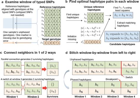 a fast data driven method for genotype imputation phasing and local ancestry inference