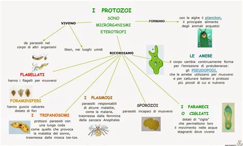 Paradiso Delle Mappe I Protozoi