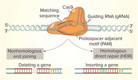 Gene Editing CRISPR Technology And Its Implications