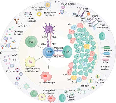 Frontiers Leverage Biomaterials To Modulate Immunity For Type 1 Diabetes