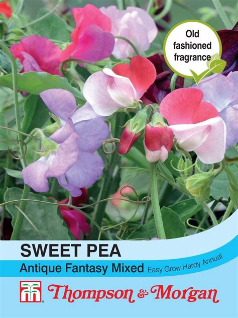 Thompson And Morgan Sweet Pea Antique Fantasy Mix Seed Justseed