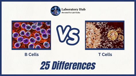 B Cells Vs T Cells Definition And 25 Key Differences