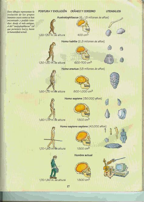 Proceso Hominizacin Con Imgenes Proceso Linea Del