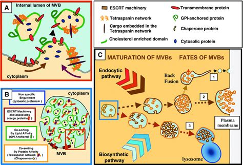 Biogenesis Of Exosomes A At The Limiting Membrane Of MVBs Several