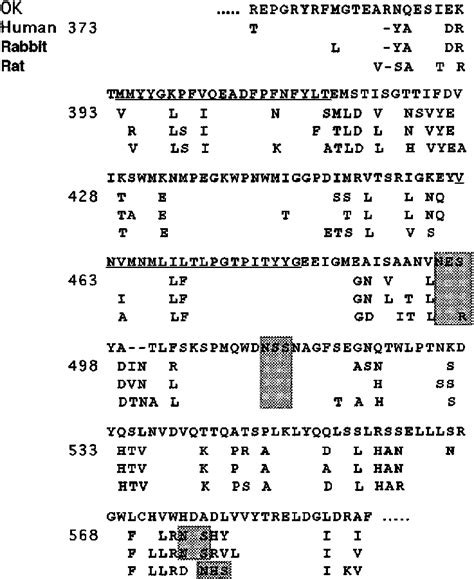 Comparison Of The Predicted And Partial Amino Acid Sequence Of Ok Cell Download Scientific