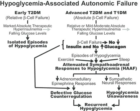 schematic representation of the components of hypoglycemia associated download scientific