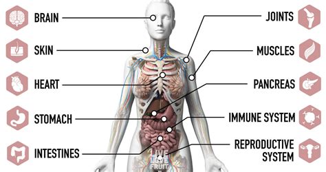 10 Organs In The Body Affected By Stress