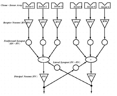 a neuromorphic architecture of olfactory pathway with stdp learning download scientific