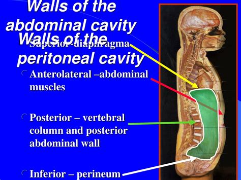 Ppt Peritoneum Powerpoint Presentation Free Download Id9734776