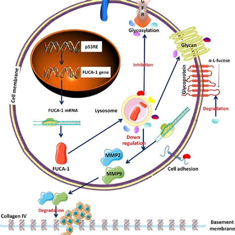 Schematic Diagram Of The Regulatory Mechanisms Involved In The Effects