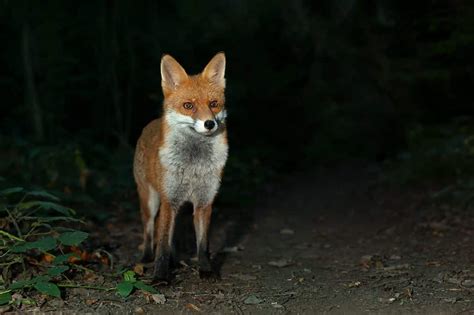 Foxes In West Virginia Types And Where They Live