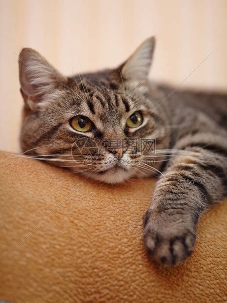 趴在沙发上的猫咪高清图片下载 正版图片502519476 摄图网