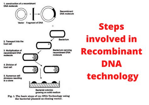 steps involved dna technology dna technology dna recombinant dna