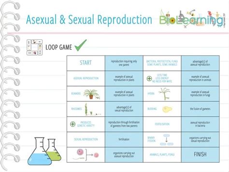 asexual and sexual reproduction loop game ks3 teaching resources