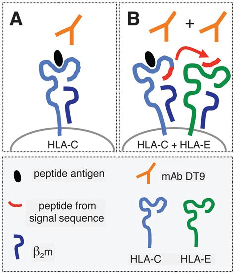 Comment On Influence Of HLA C Expression Level On HIV Control Science