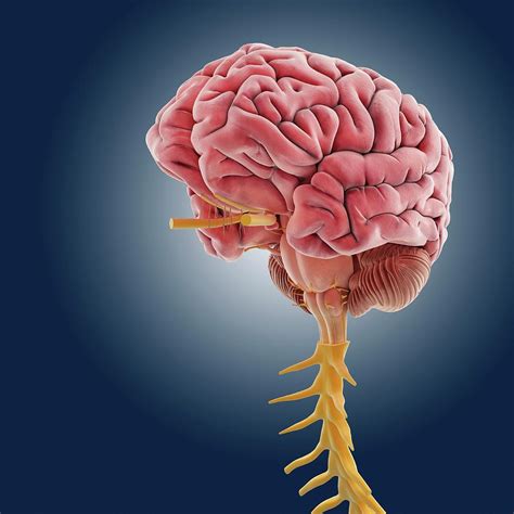 Central Nervous System 2 By Science Photo Library