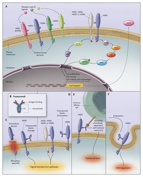 Trastuzumab Mechanism Of Action And Use In Clinical Practice NEJM
