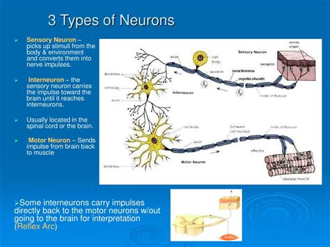 Types Of Neurons