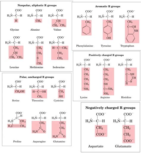 Amino Acids Structure Classification Functions And Properties PhD Nest