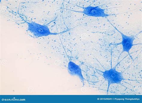 Spinal Cord And Motor Neuron Under The Microscope Stock Image Image