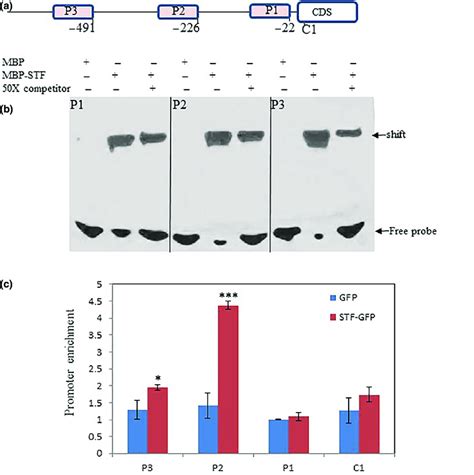 STF Directly Binds To The MtWOX9 1 Promoter In EMSA And ChIP Assays