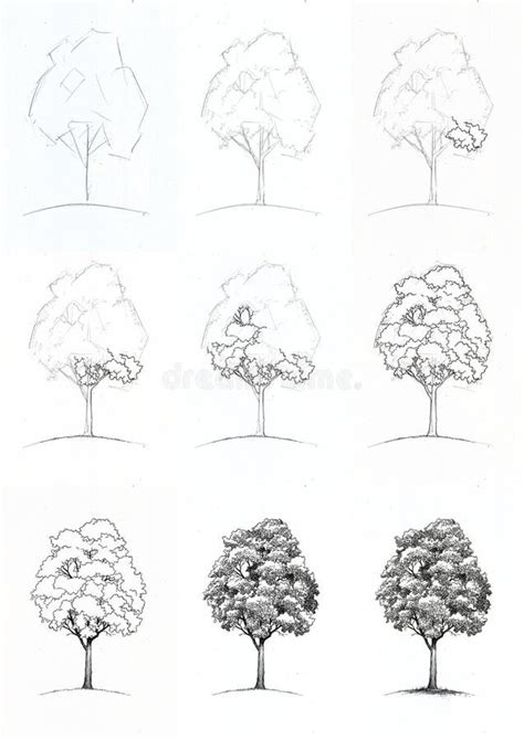 How To Draw A Step By Step Tree