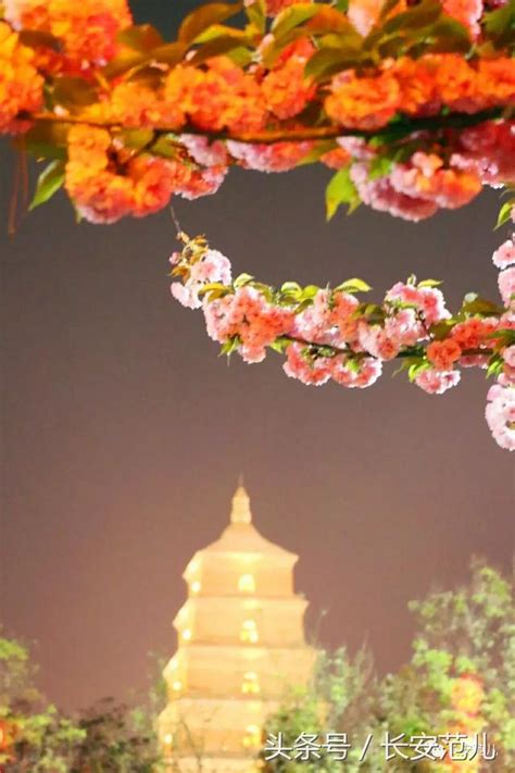 西安最美春光大片 春風得意馬蹄疾一日看盡長安花 每日頭條