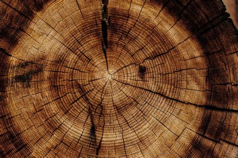 5 examples of the fibonacci sequence in plants gbee