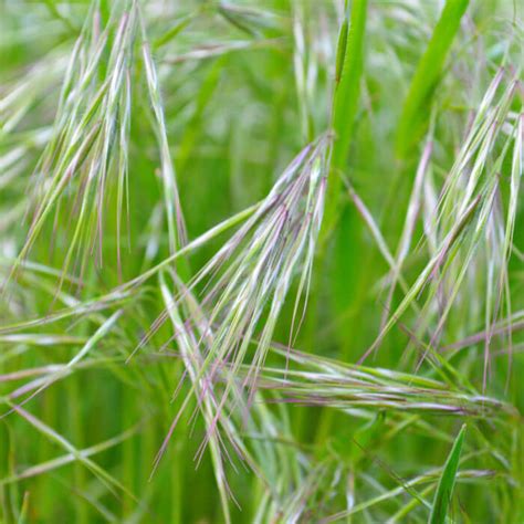Invasive Grasses In Lawns A Guide Toro Yardcare