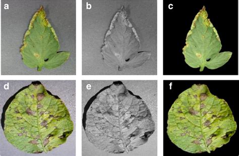 frontiers using deep learning for image based plant disease detection plant science