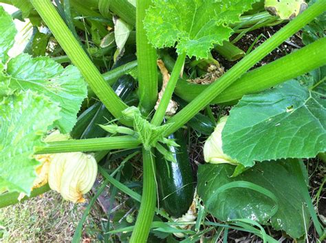 any gardeners here this album is from my first try at straw bale gardening album on imgur