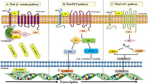 Diagrammatic Representation Of The Wnt Signaling Pathway In The Brain