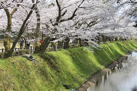 ふらっと金沢 on Twitter 日本庭園に満開の桜が映える兼六園 金沢市で桜の満開が発表され特別名勝兼六園と金沢城公園は