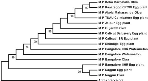 Maximum Parsimony MP Tree With Bootstrap Support 1000 Replicates