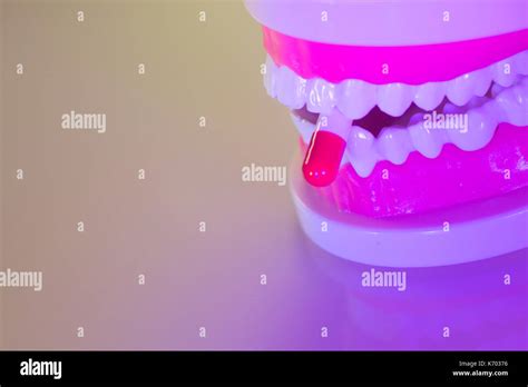 Dental Teeth Mouth Gums Dentists Teaching Model Showing Each Tooth And Medication Drug Pill