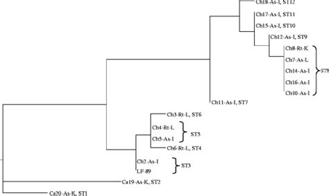 dendrogram showing the sequence type relations in the multilocus